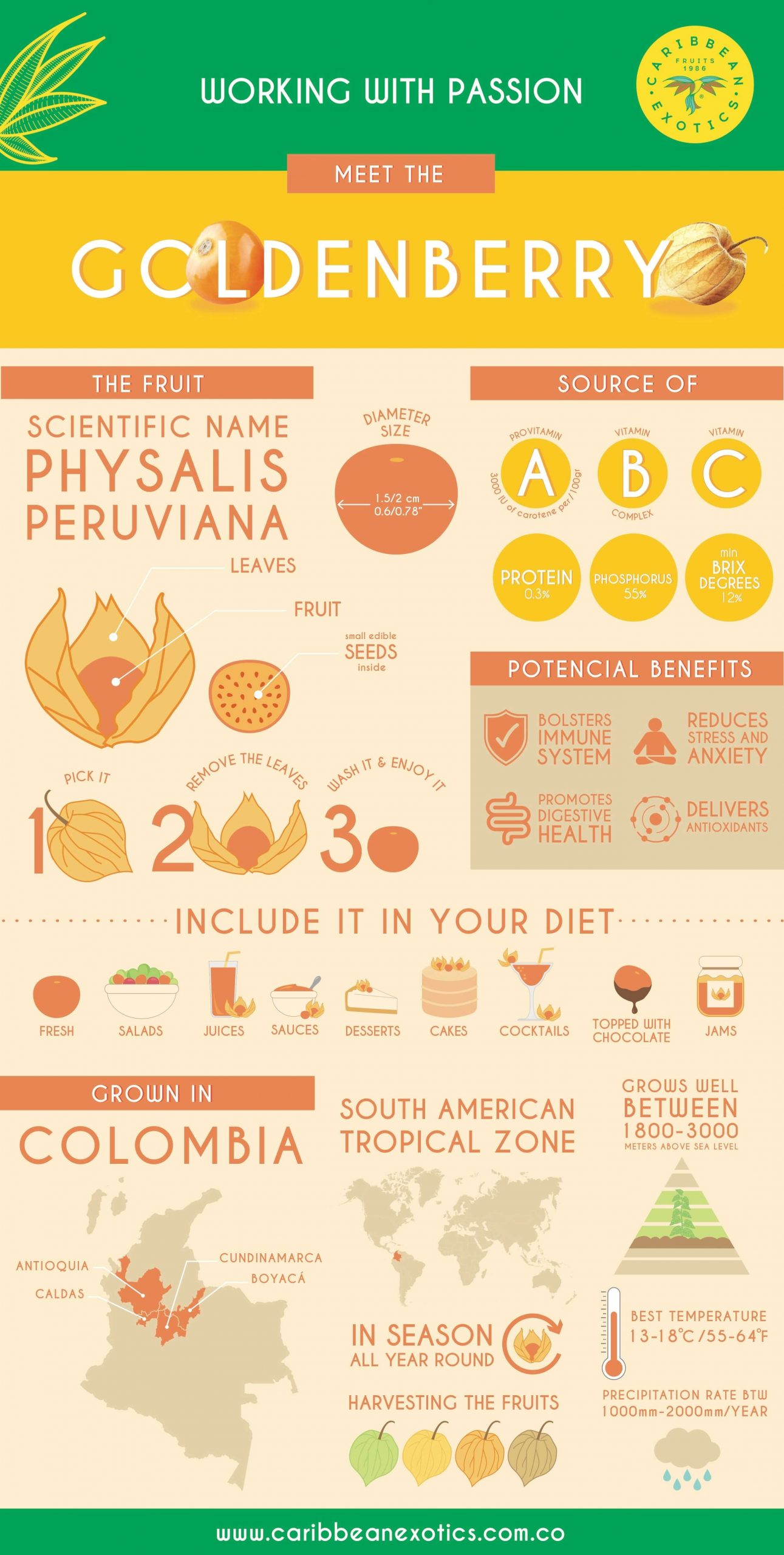 Meet the goldenberry | Caribbean Exotics