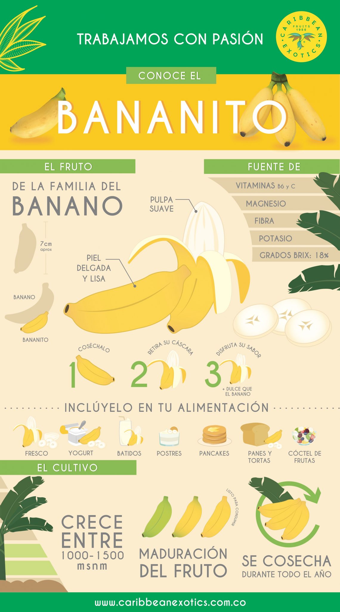 Conoce el Bananito | Caribbean Exotics
